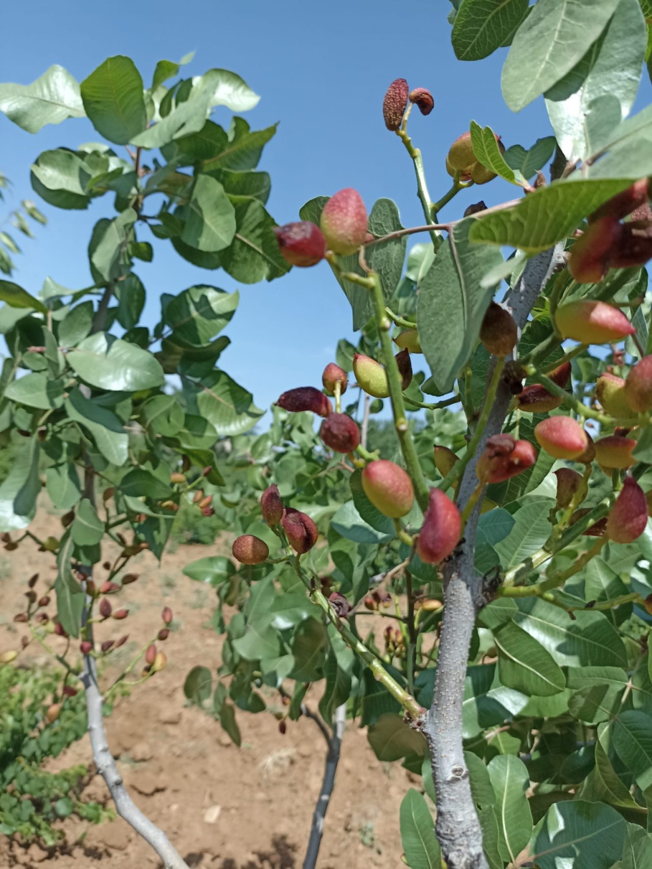 Pistachio Info | Turkey's Largest Pistachio Orchard/ Pistachio Garden