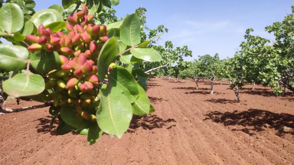 Contact | Turkey's Largest Pistachio Orchard/ Pistachio Garden